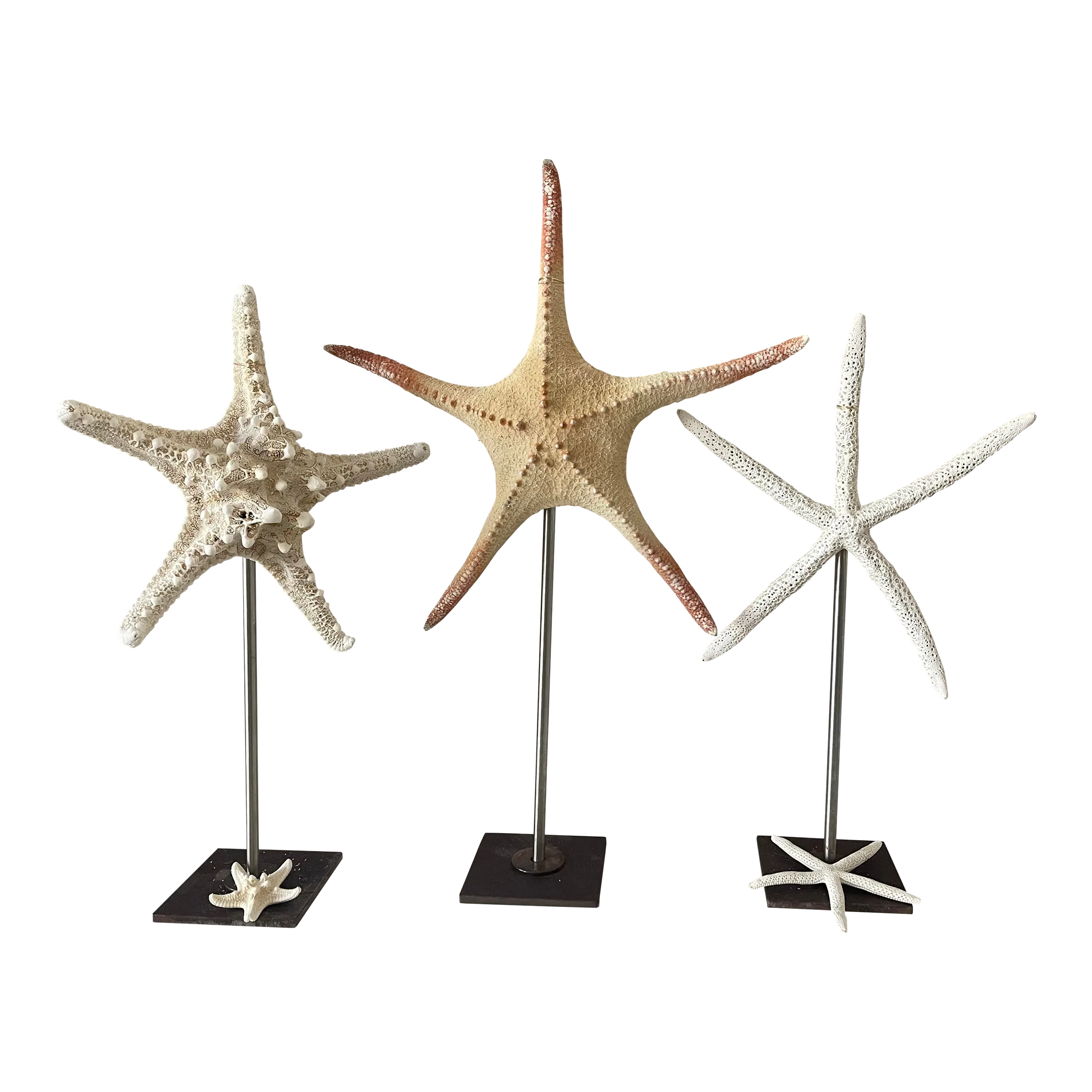 Coastal Boho 3 Sea Stars Sea Shells Specimens on Stands Marine Decor ...
