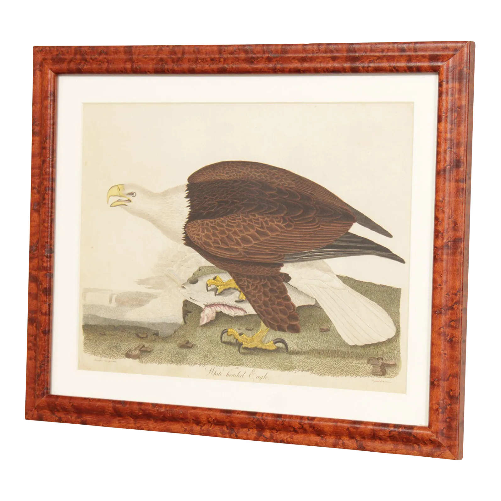 Alexander Lawson 'White-Headed Eagle' Hand Colored Engraving | Chairish