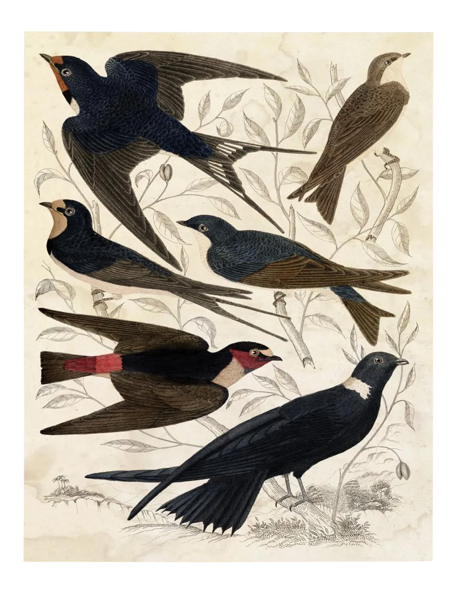 Gallivani Birds 1, Unframed Artwork | Chairish