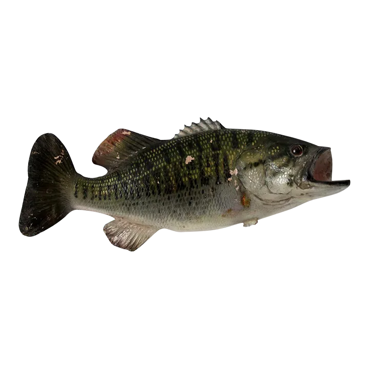 Vintage Bass Fish Wall Mount | Chairish