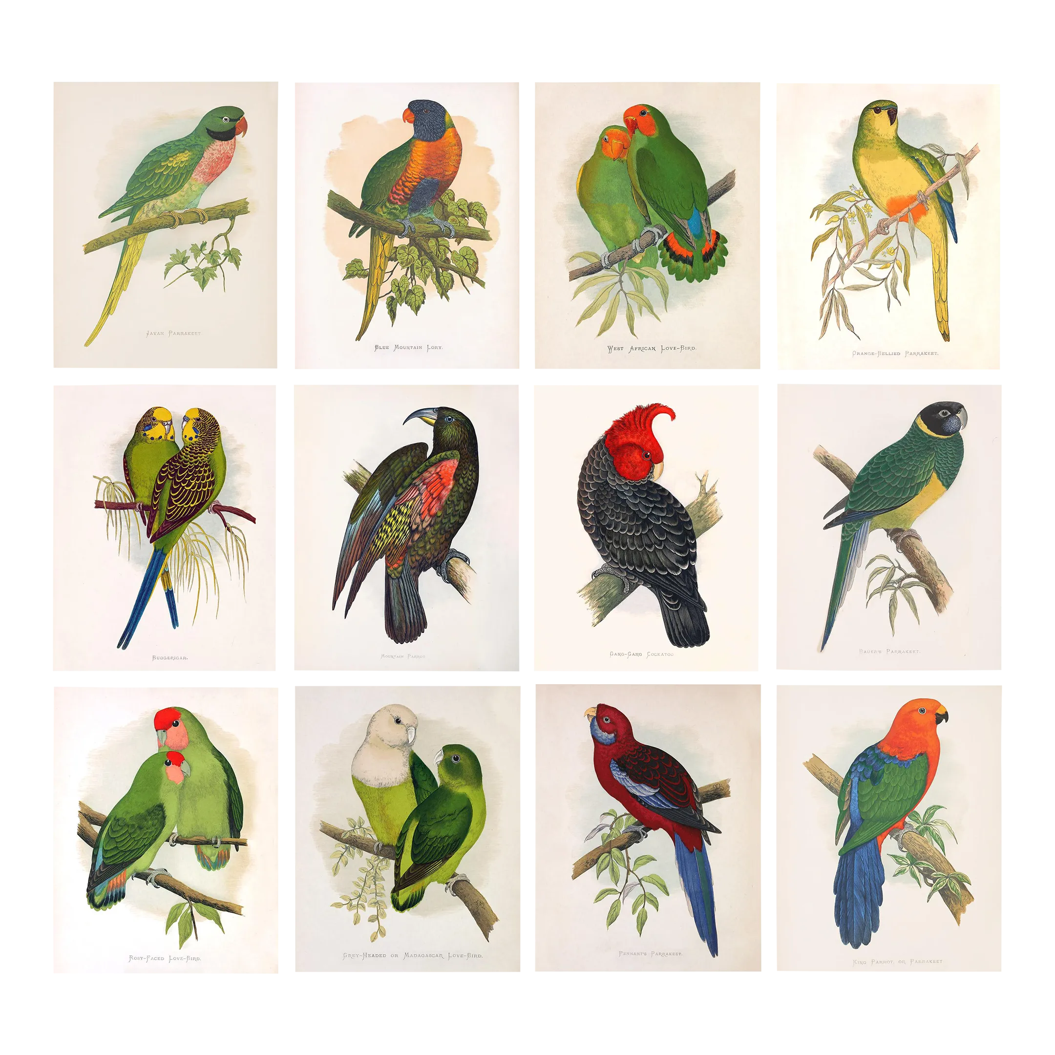 19th Century British Parrot Study - Set of 12 | Chairish
