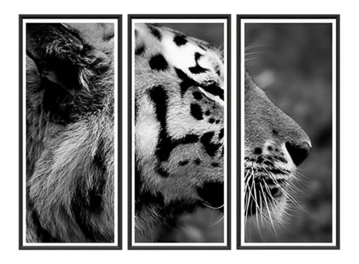 Trowbridge “Tiger” Photo Triptych by Jamie Thorn Set of 3 | Chairish