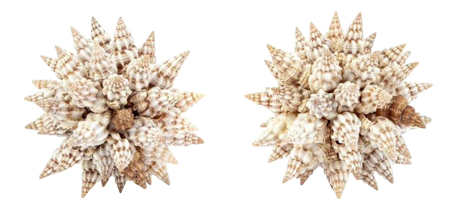Triton Sea Shell Sculptures - a Pair | Chairish