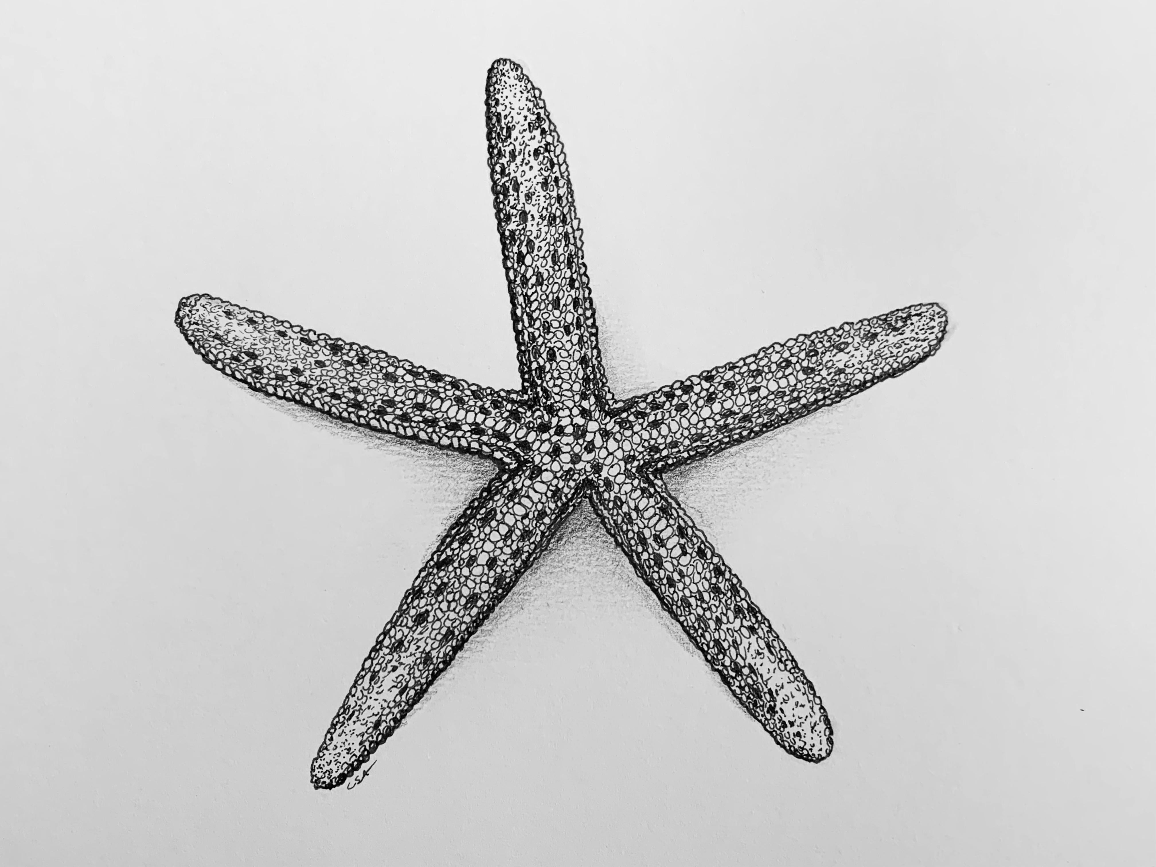 Starfish Pencil Drawing
