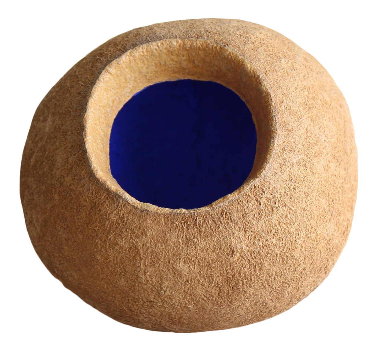 Sapucaia Blue No. 6 Seed Pod | Chairish