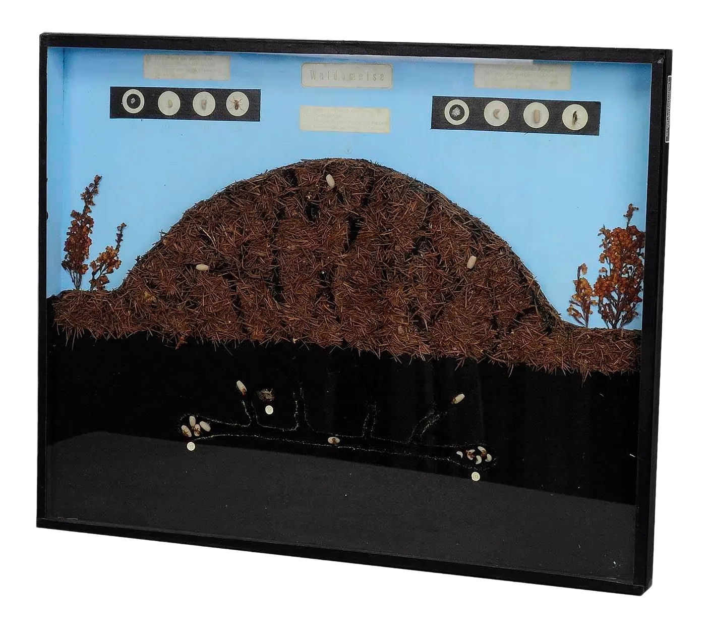School Teaching Display Anthill of the Horse Ant | Chairish
