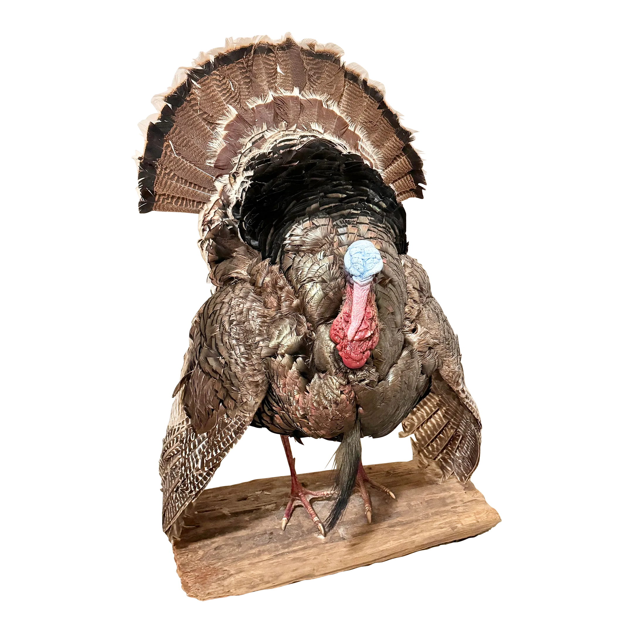 Vintage Taxidermy Turkey | Chairish