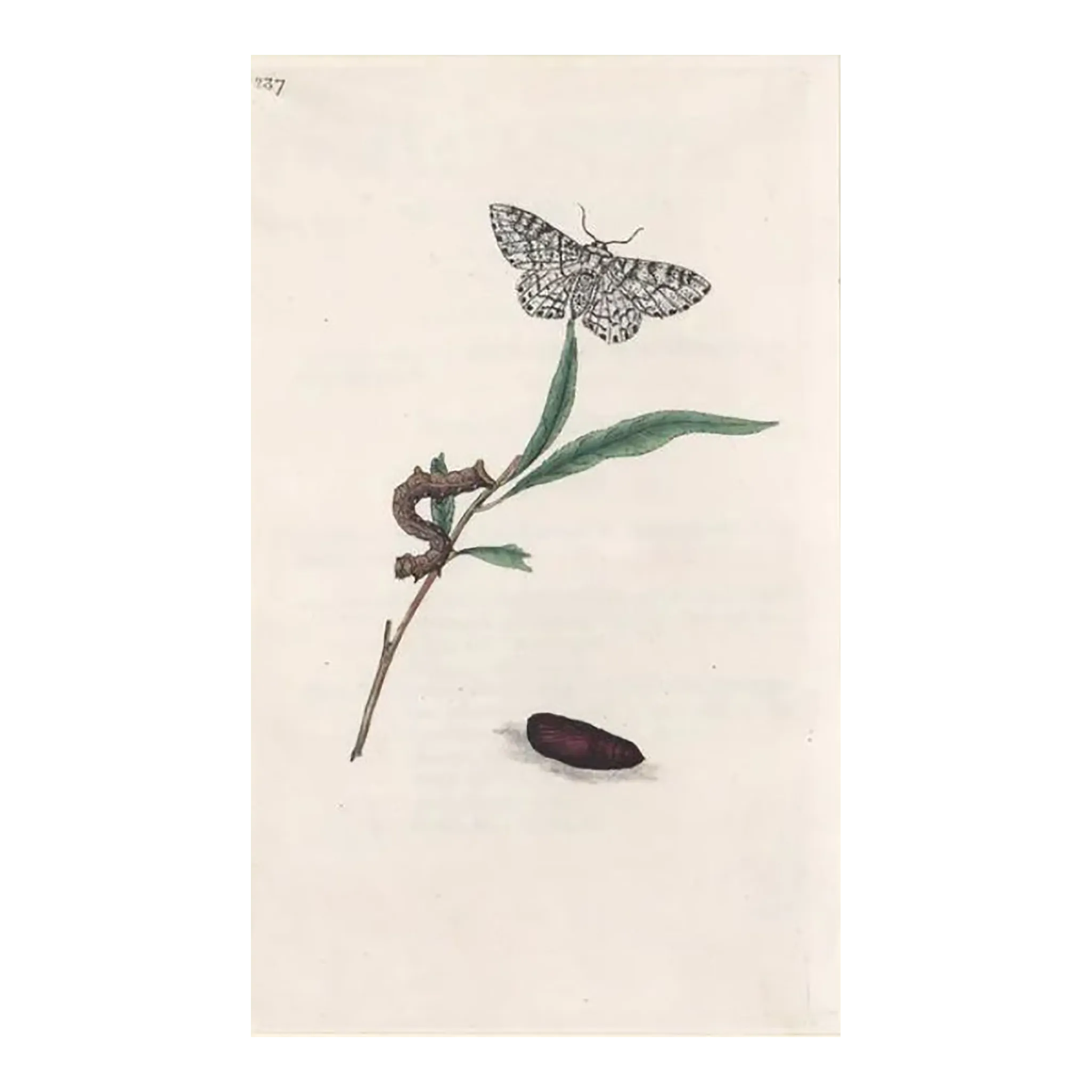 Antique Peppered Moth Handcolored Engraving | Chairish