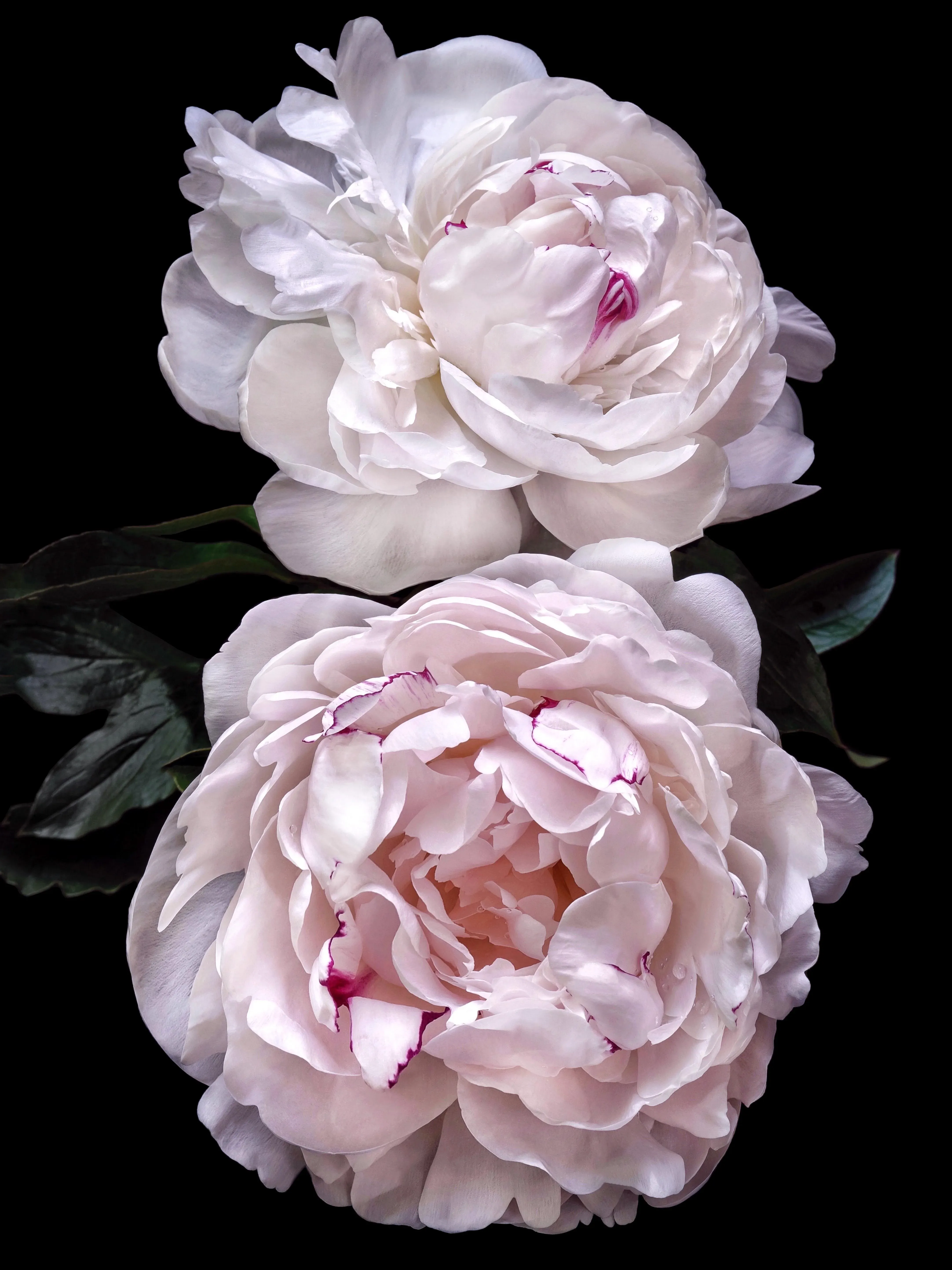Photographic Botanical Print, “Peony Romance” Portrait by Artist Debi ...