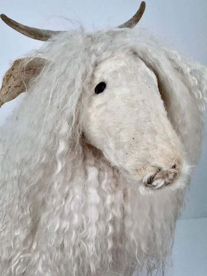 Tibetan Sheep Footstool W Natural Sheep Horns