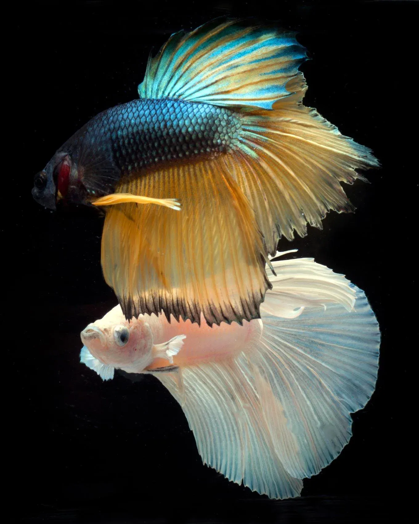 Beta Fish 32 Color Photograph Artwork | Chairish
