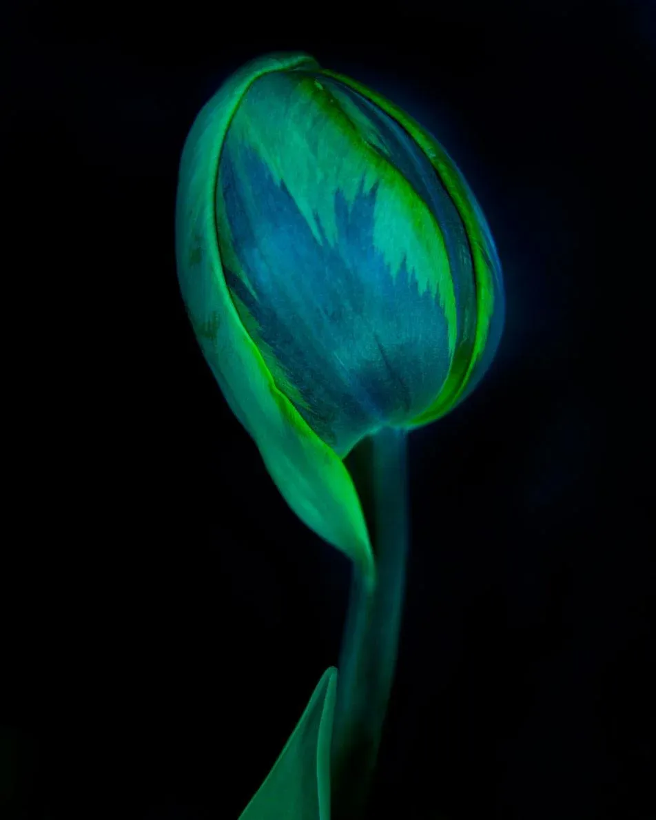 "Botanical 47" Macro Photograph | Chairish