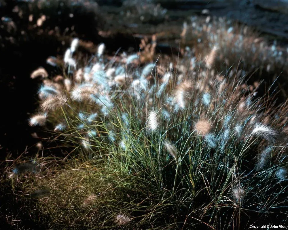 Contemporary Night Photograph "Fuzzy" by John Vias | Chairish