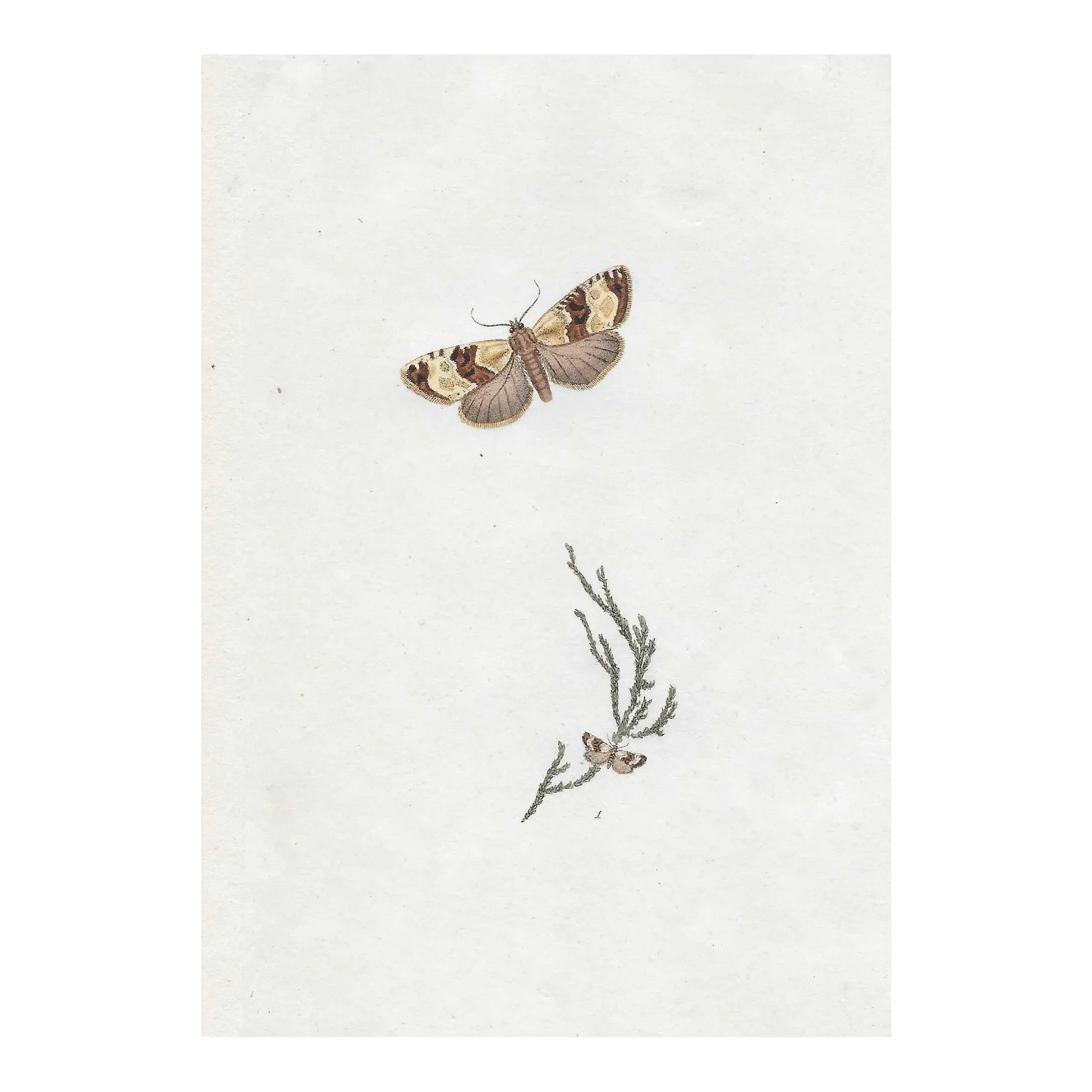 Moth Antique English Handcolored Engraving | Chairish