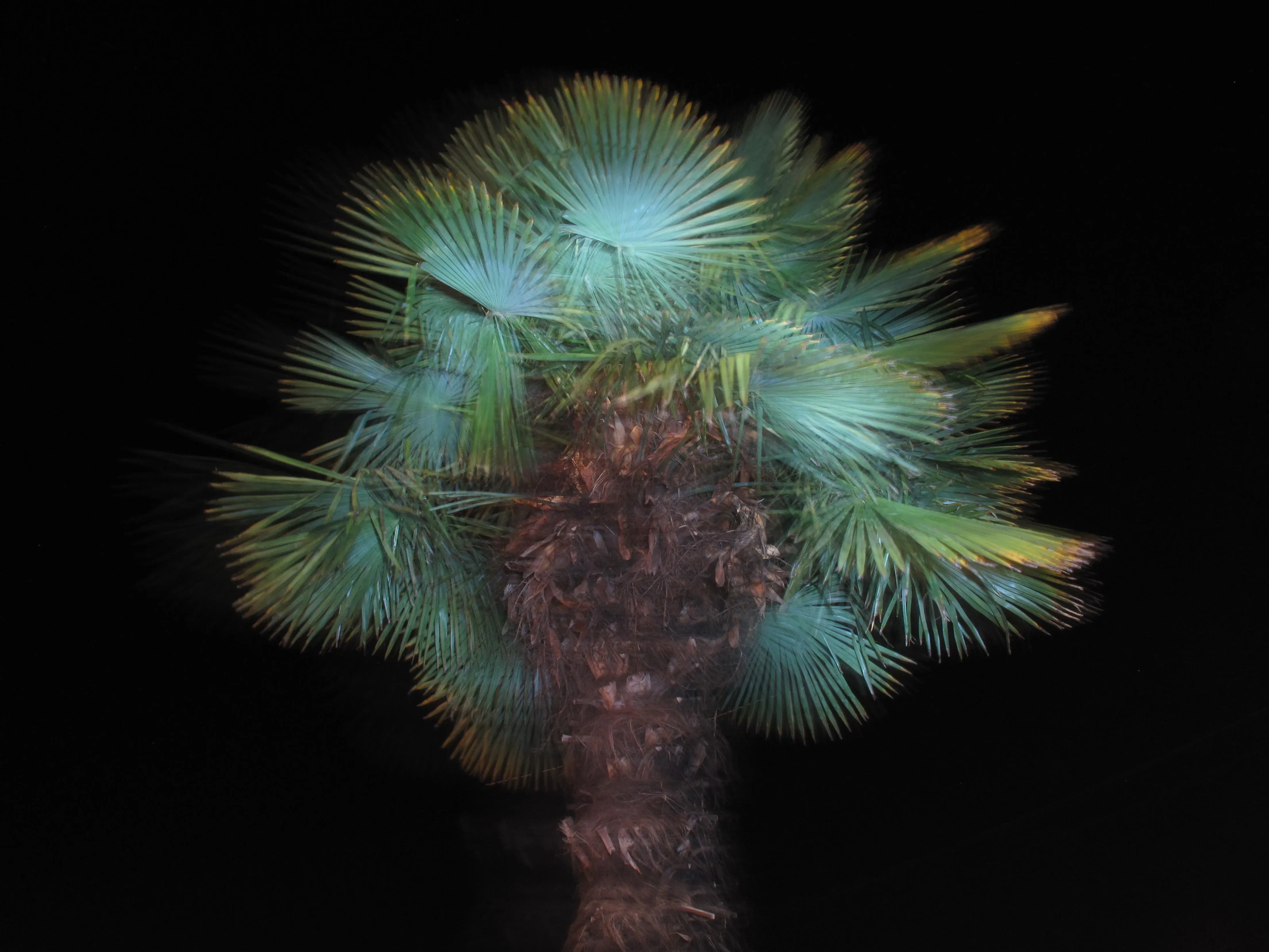 Contemporary Abstract Botanical Color Photograph Print | Chairish