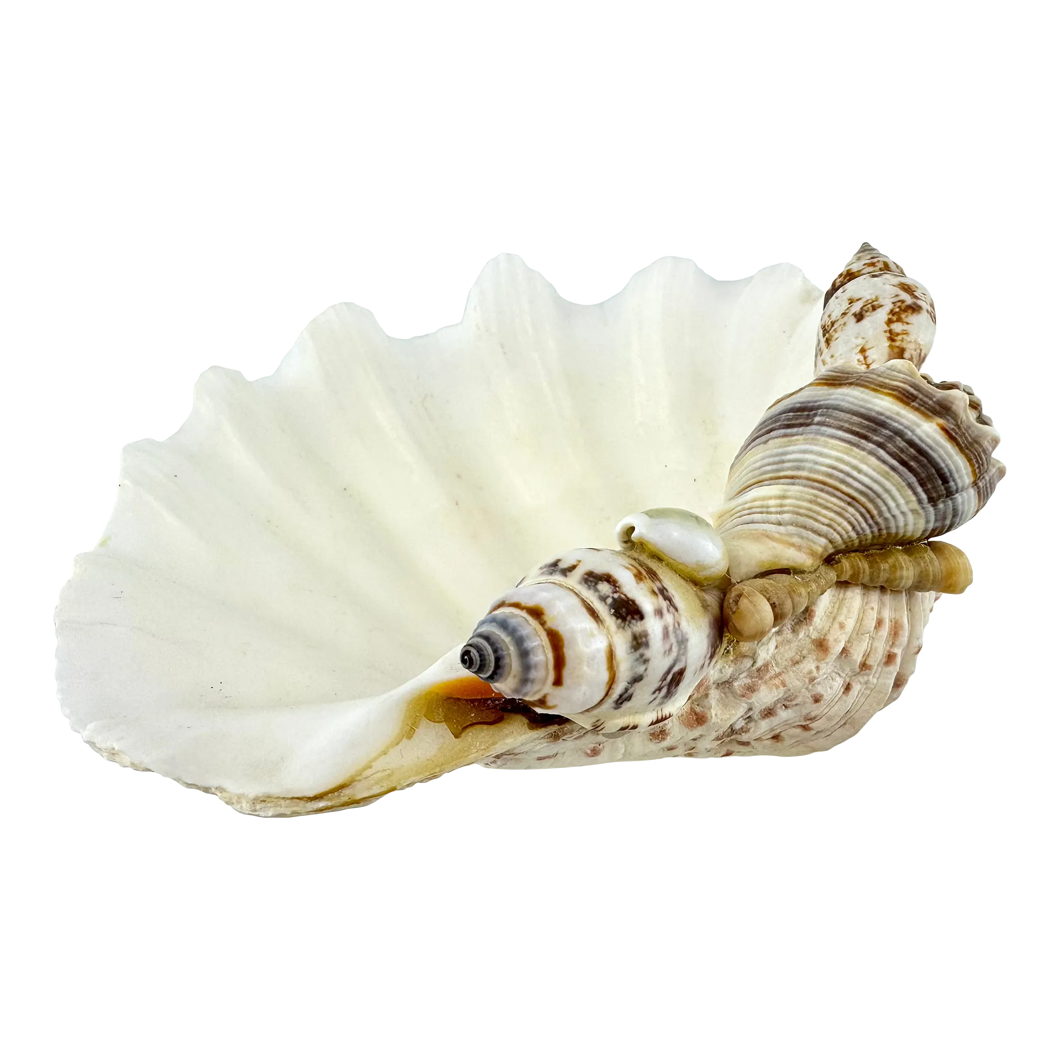 Vintage Mid Century Shell Decorative Dish | Chairish