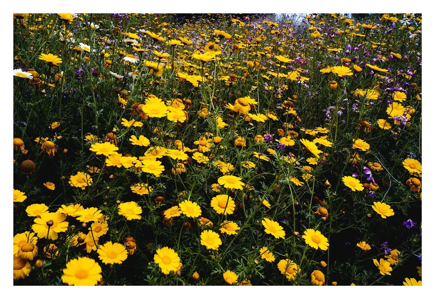 "Western Wildflowers Series, Entry #1" Photograph- 60" X 40" | Chairish