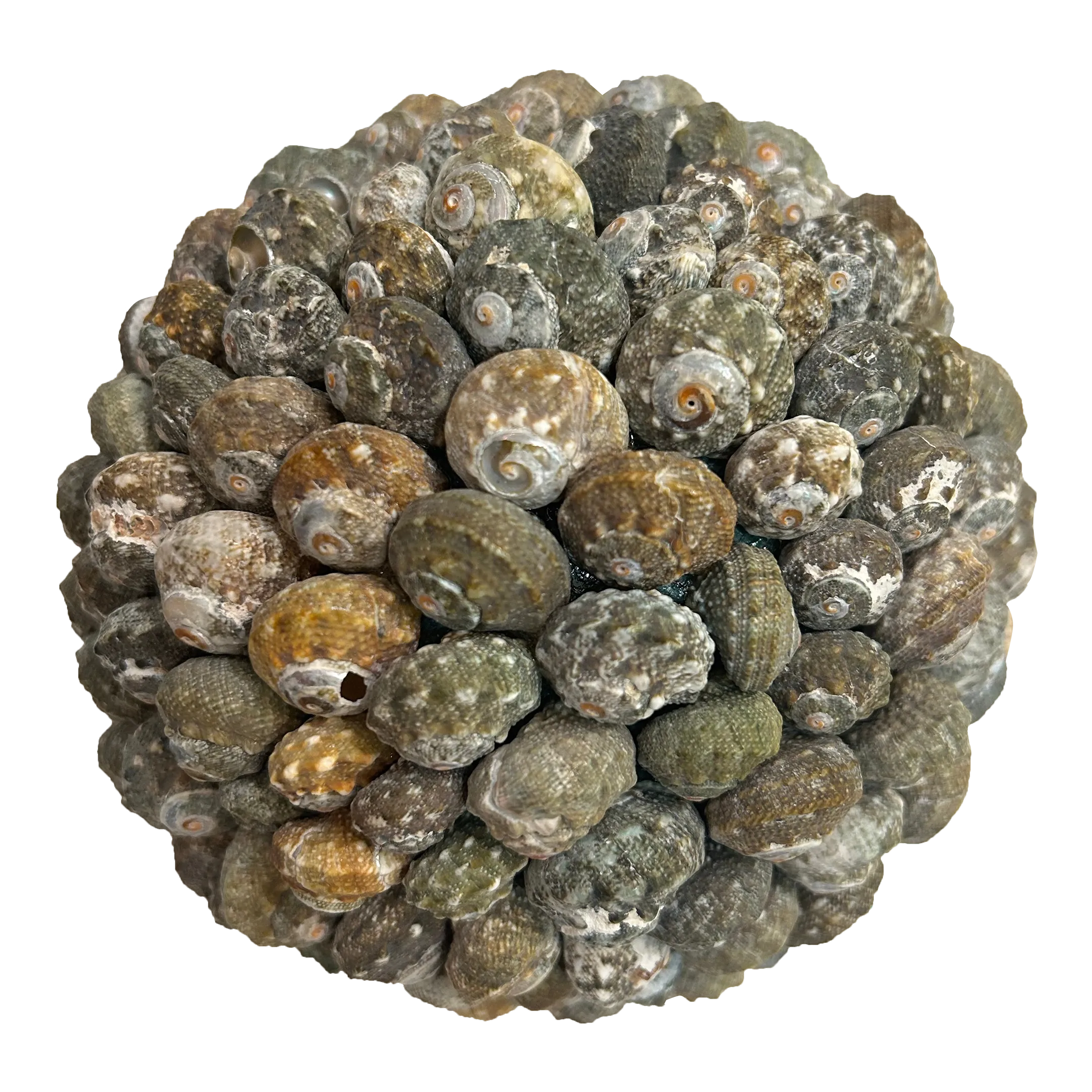 Contemporary Shell Encrusted Decorative Ball or Sphere | Chairish