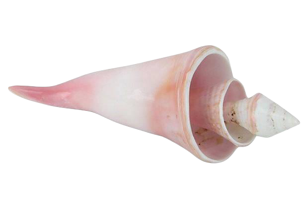 Spiral Carved Queen Conch | Chairish