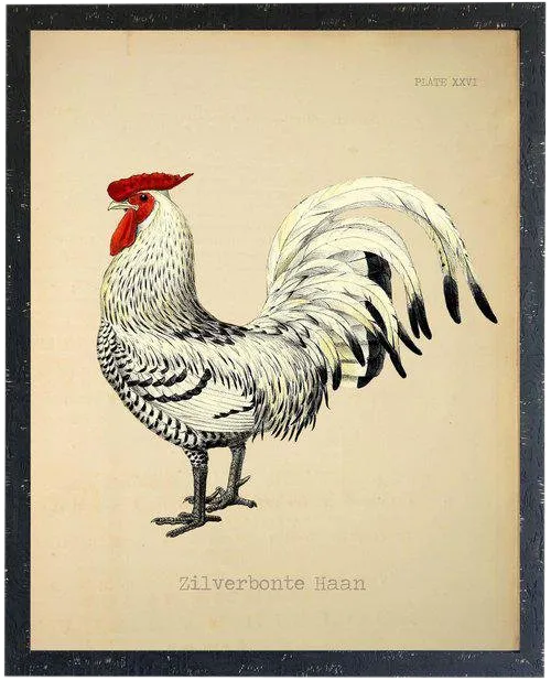 Zilverbonte Haan Rooster 14x18 | Chairish