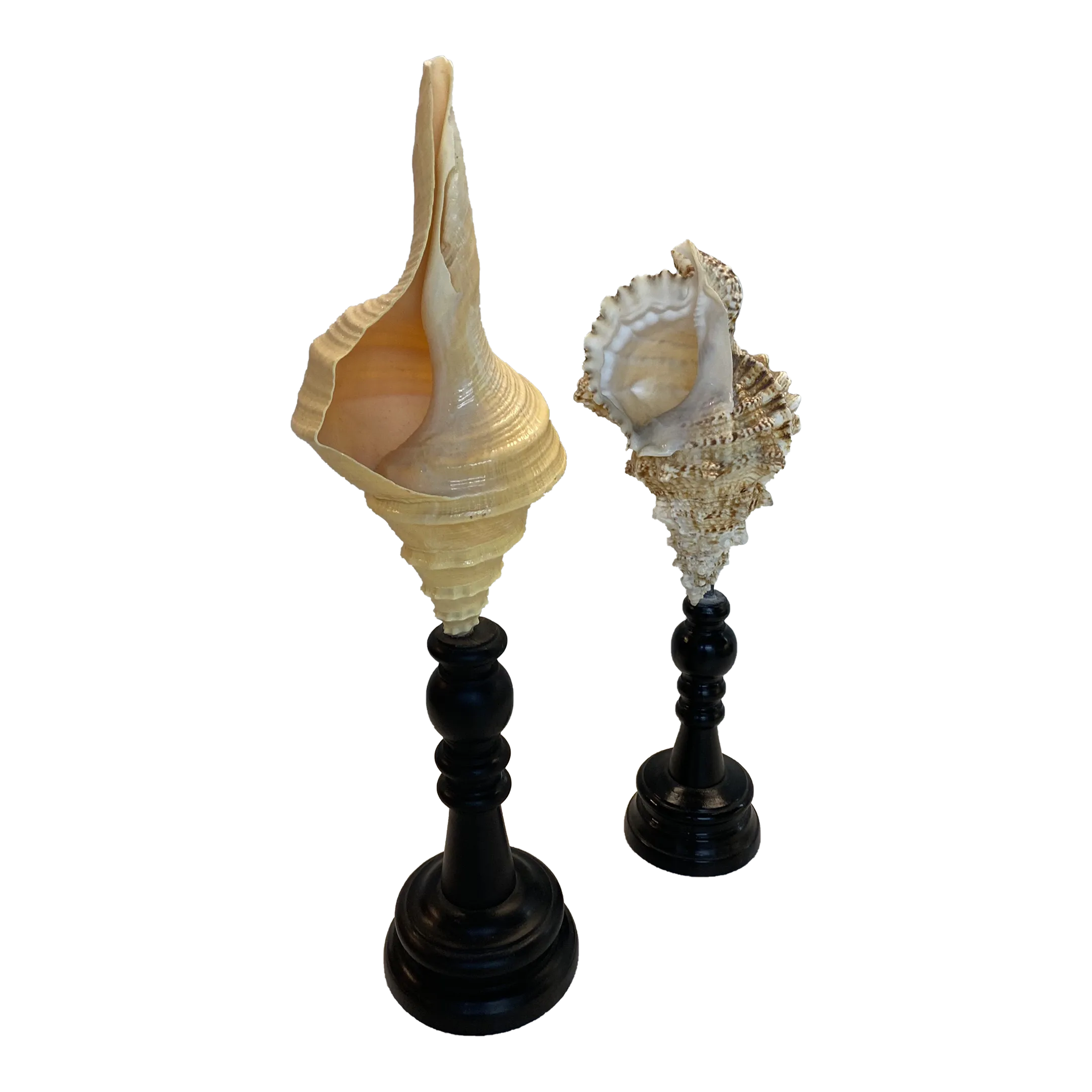 Pair of Late 20th Century Natural Garniture Shell on Stand | Chairish