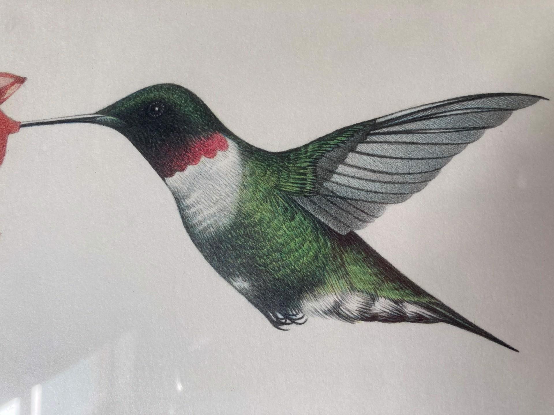 How To Draw A Realistic Hummingbird