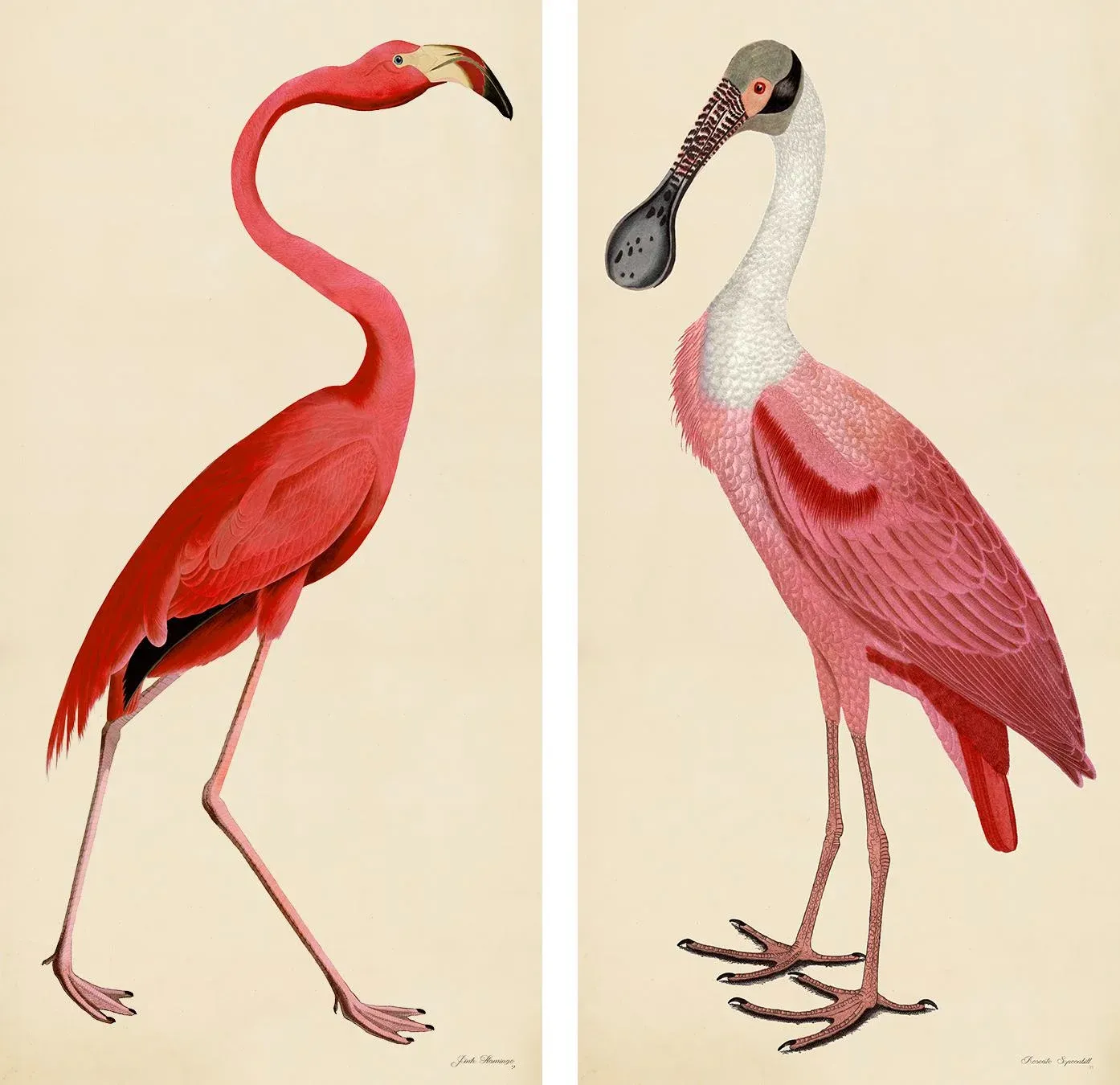 Pink Bird Prints, Unframed - a Pair | Chairish