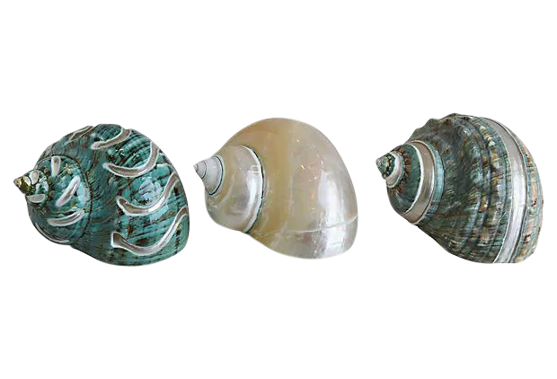 Ivory, Jade & Turquoise Seashells - Set of 3 | Chairish