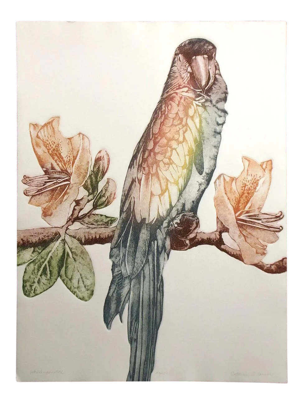 1980s "Hollingsworth" Parrot Etching by Catherine O'Connor | Chairish