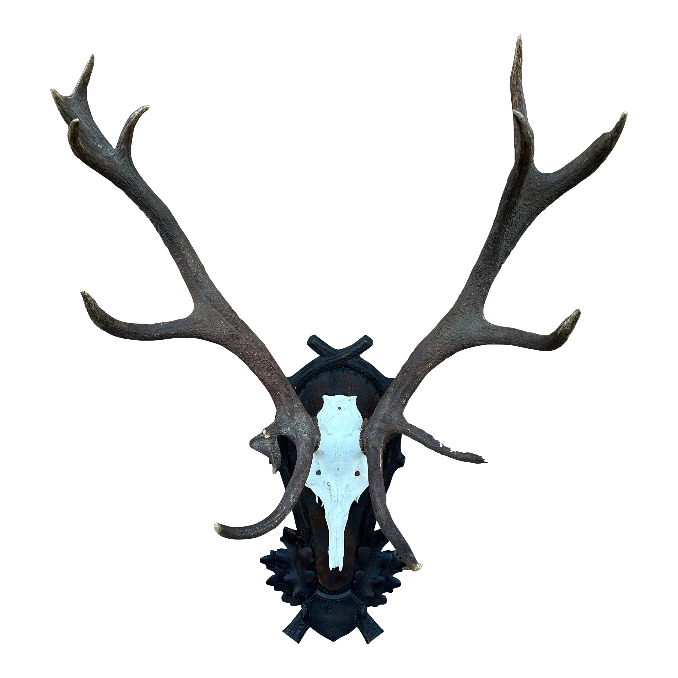 Red Deer Antlers Aka Staggs | Chairish