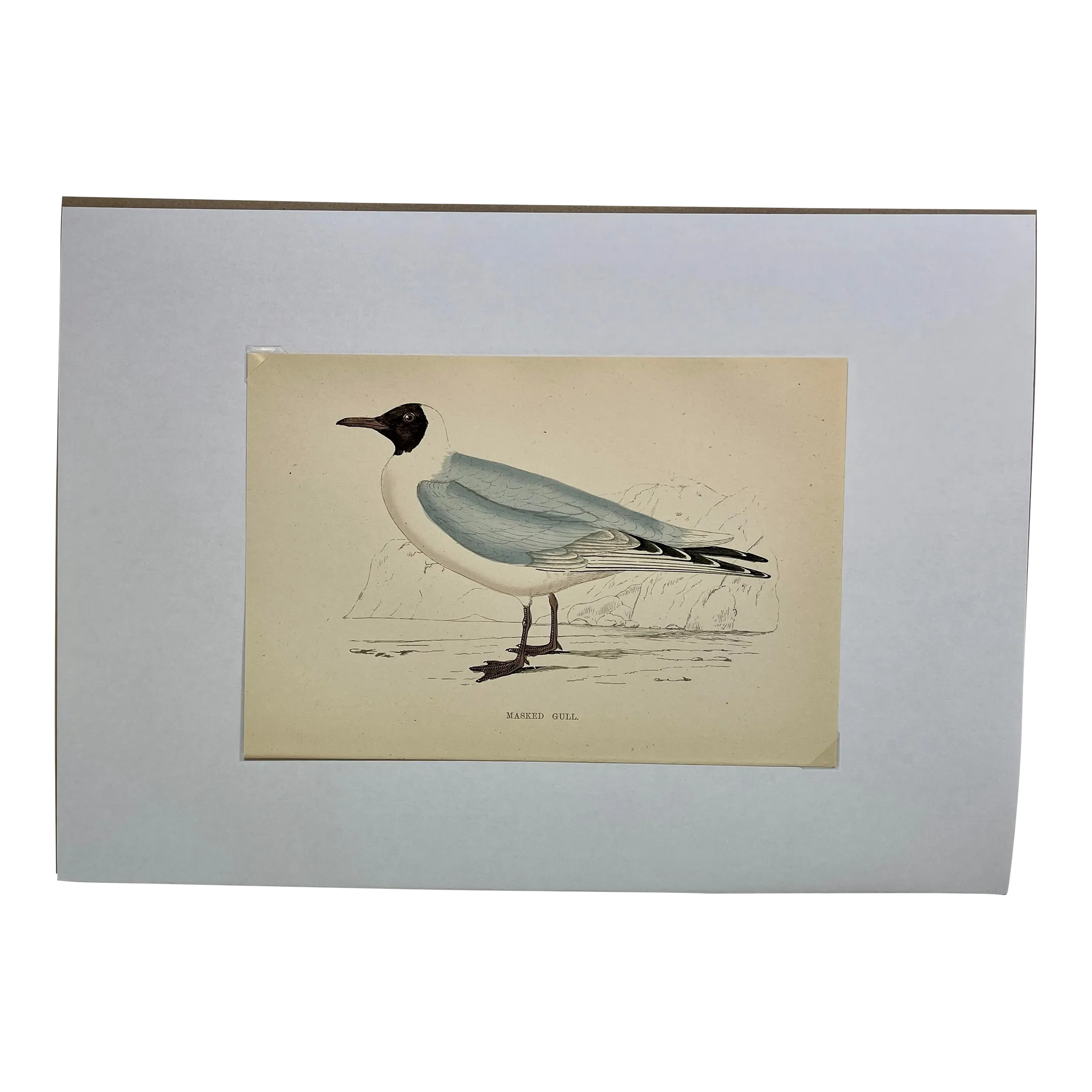 Antique Hand Colored Bird Print Showcasing a Majestic Masked Gull ...