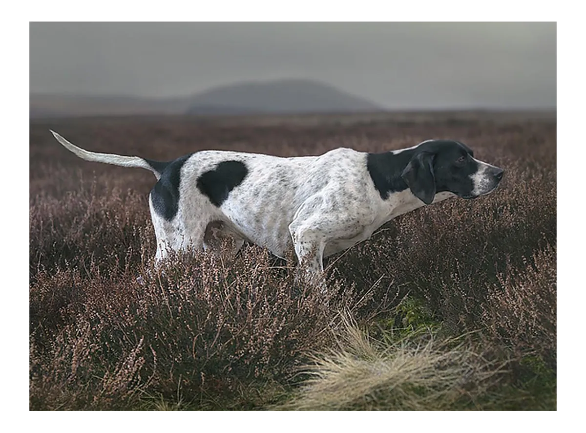 Stoic Point, Landscape, Photography, Scotland | Chairish