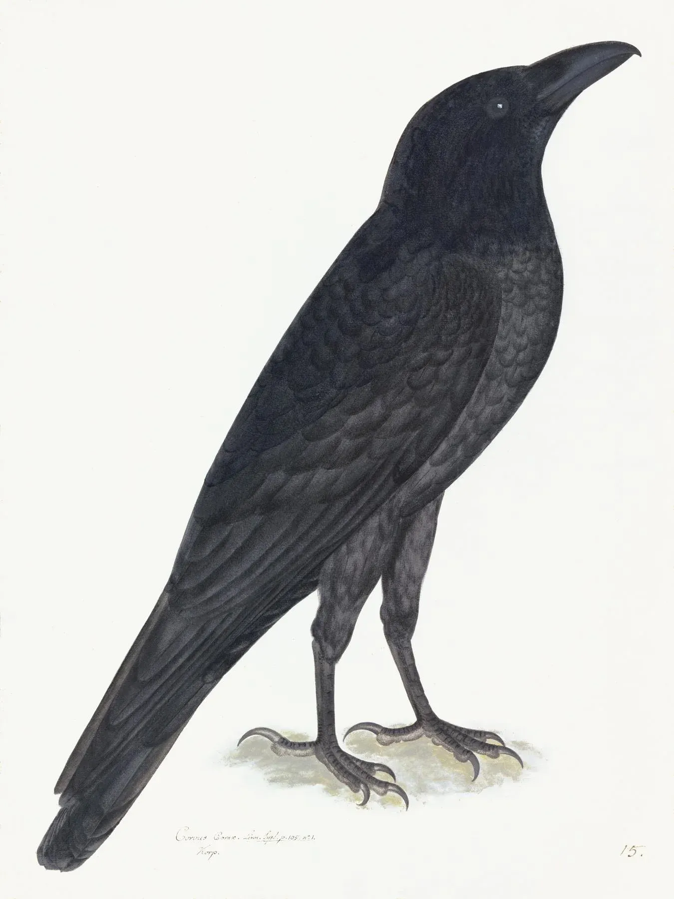 Raven Plate 15 by Olof Rudbeck (Cfa-Wd) | Chairish