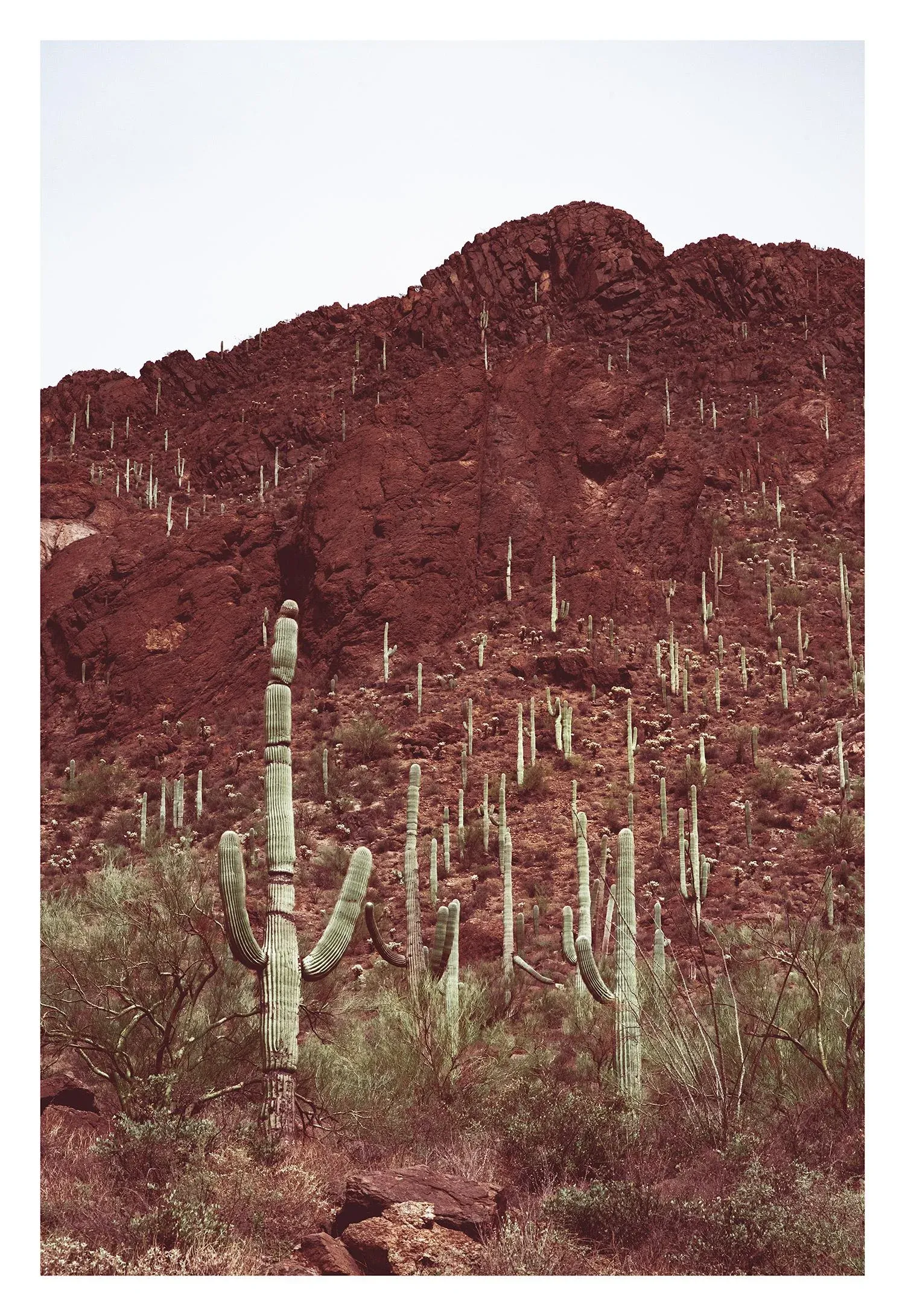 Southwest Desert Landscape With Cactus Photograph – 32" X 48 | Chairish