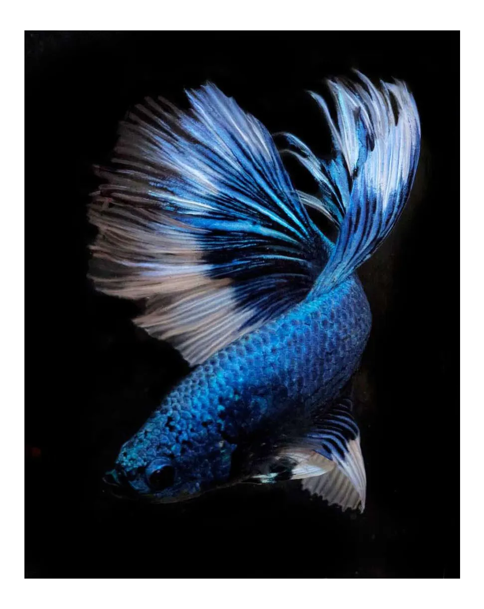 Blue "Beta 1" Photograph | Chairish