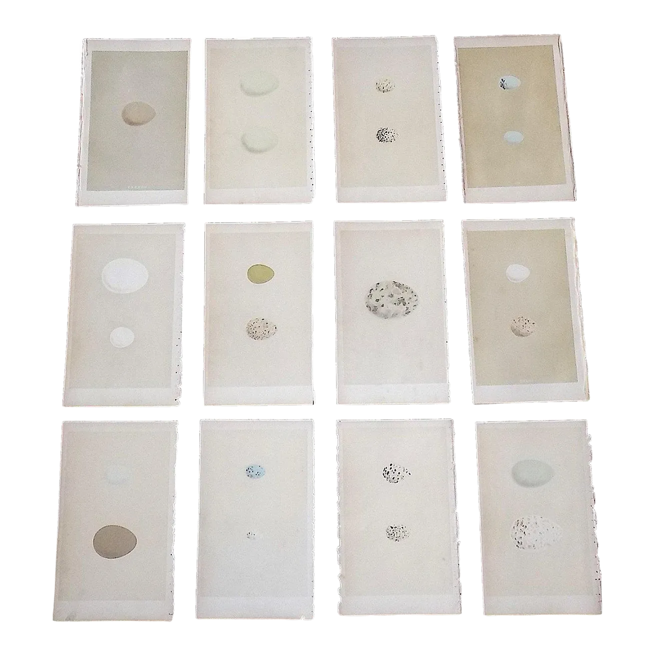 Antique 19th Century Hand Colored Egg Lithographs-Set of 12 | Chairish