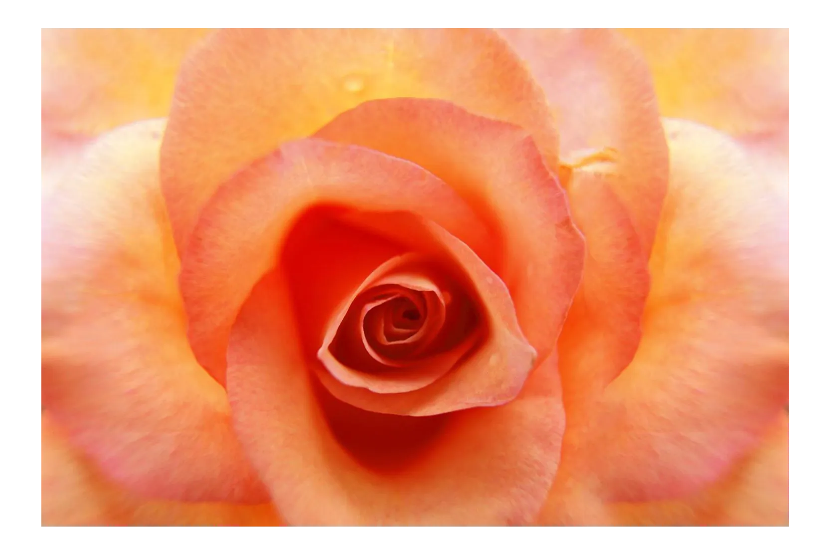Fine Art Rose Photograph | Chairish