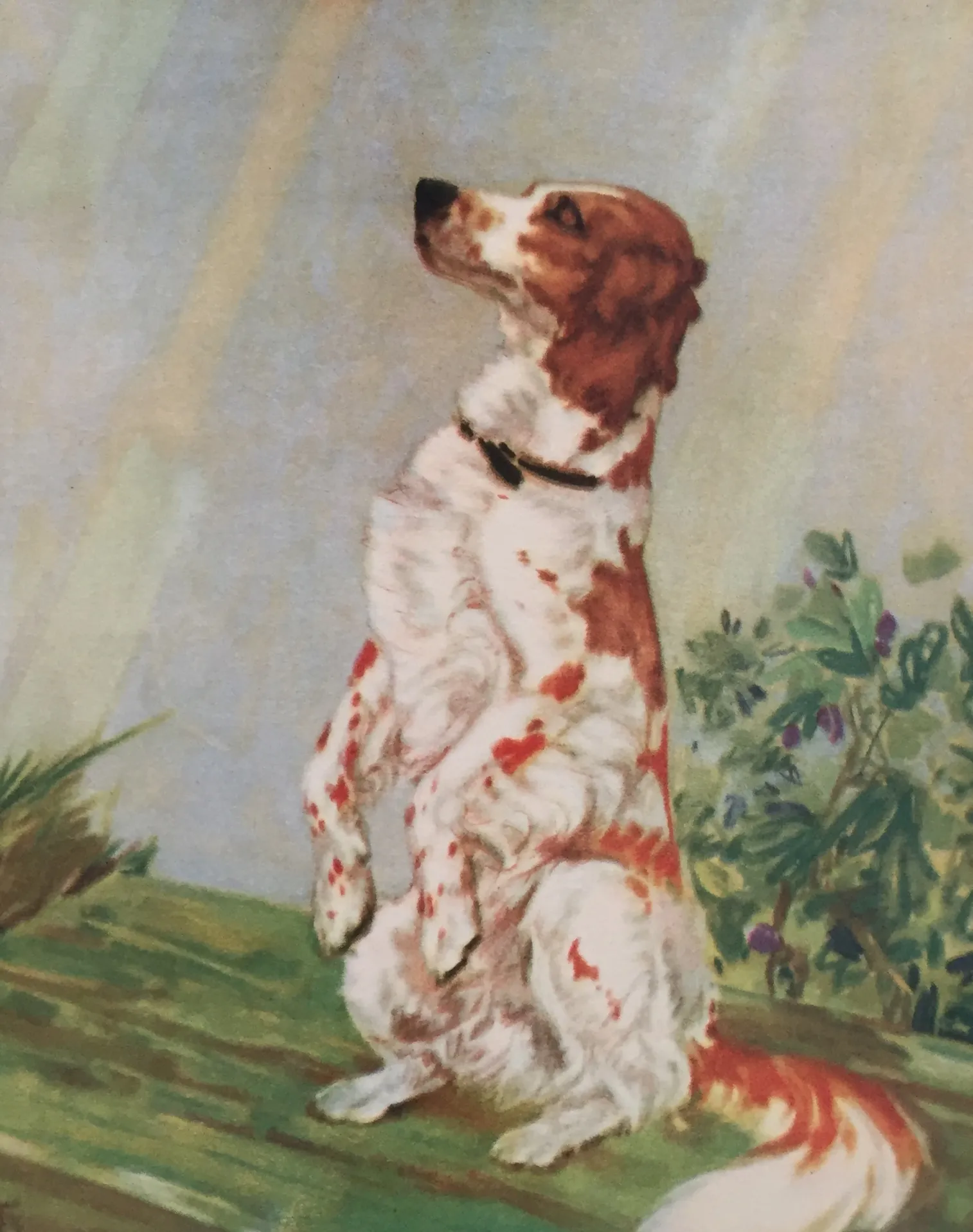 Vintage Diana Thorne Gordon Setter Print | Chairish