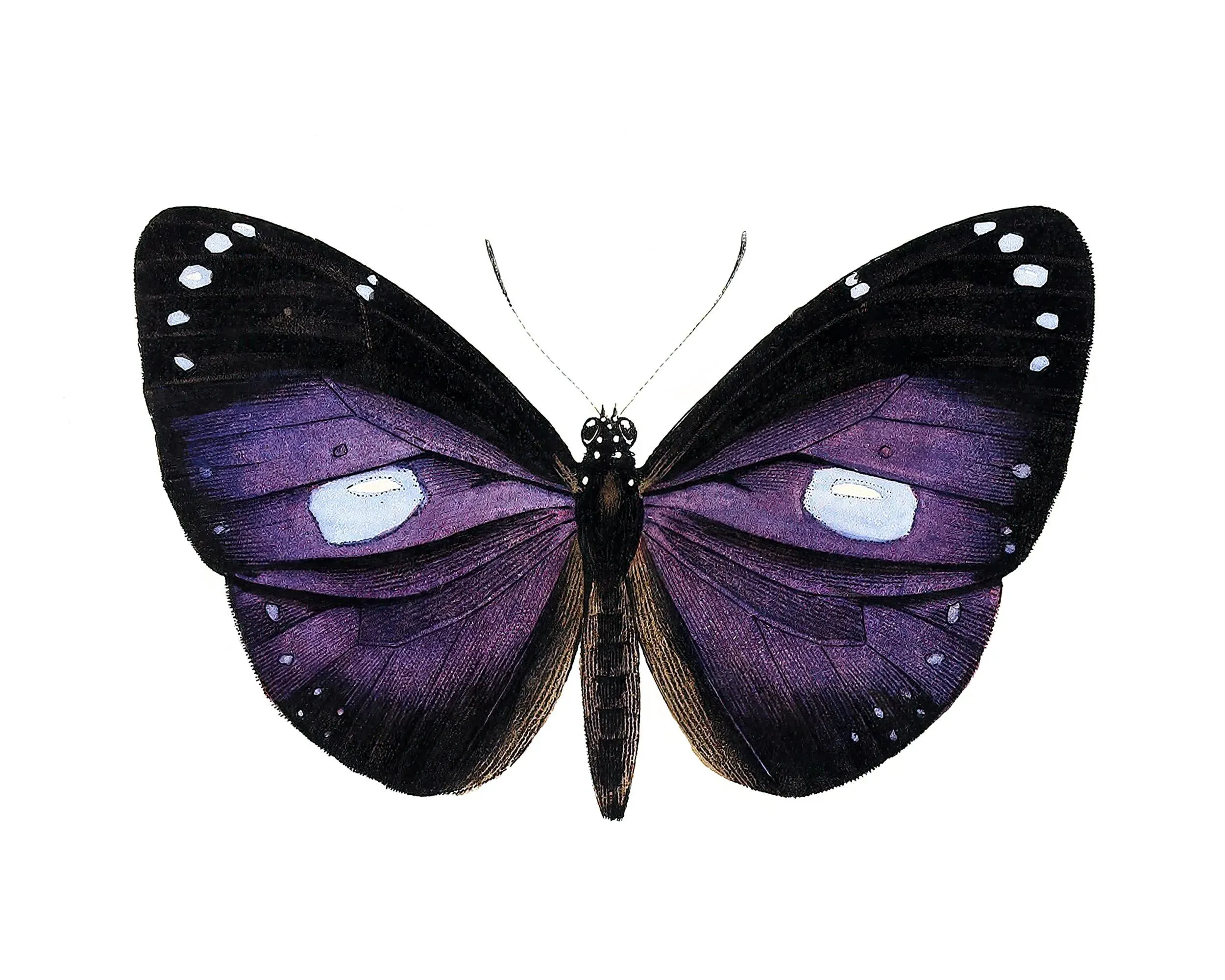 Reproduction Deep Purple Butterfly Art | Chairish