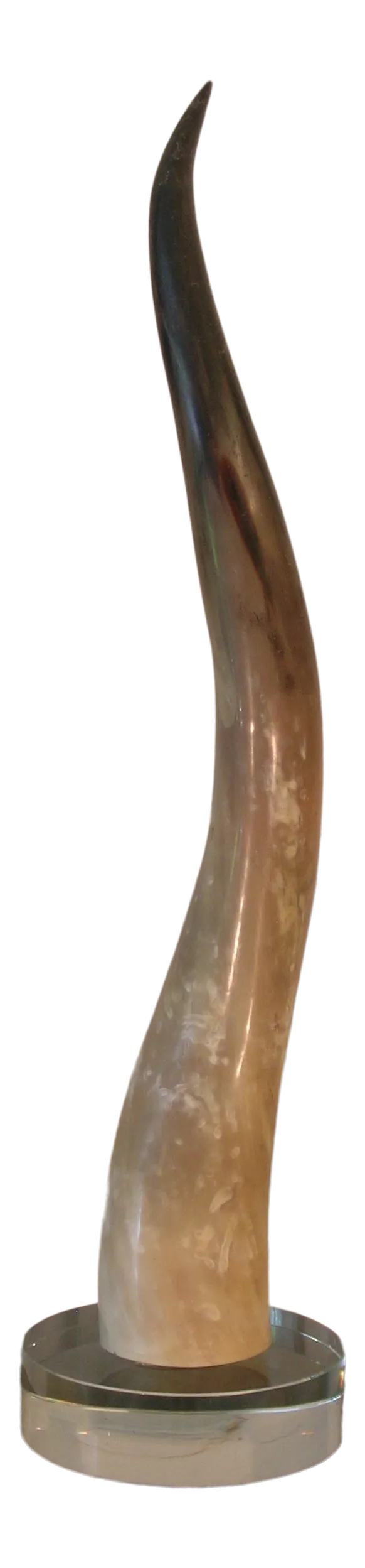 Decorative Tall Bull Horn on Glass Base | Chairish