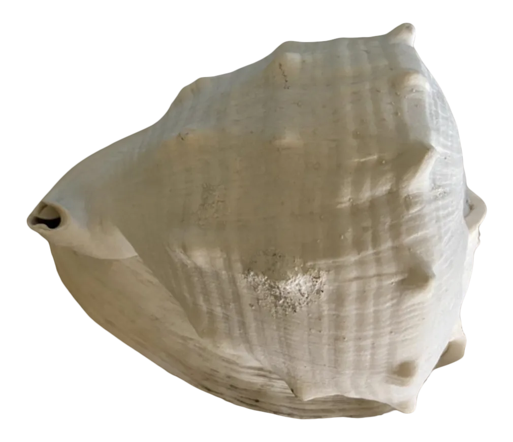 Vintage Large Helmet Conch Shell | Chairish
