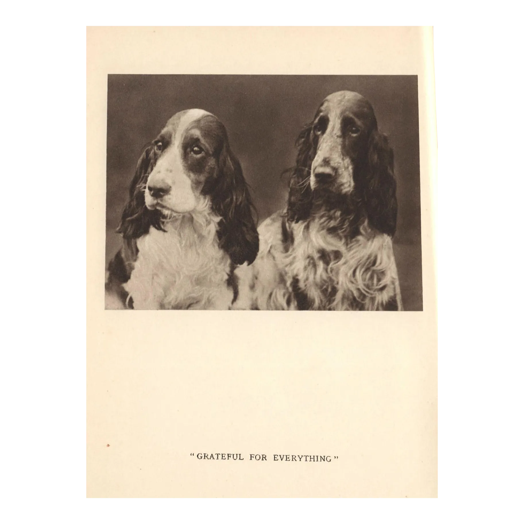 Contemporary Cocker Spaniel Dogs Digital Reproduction Print | Chairish