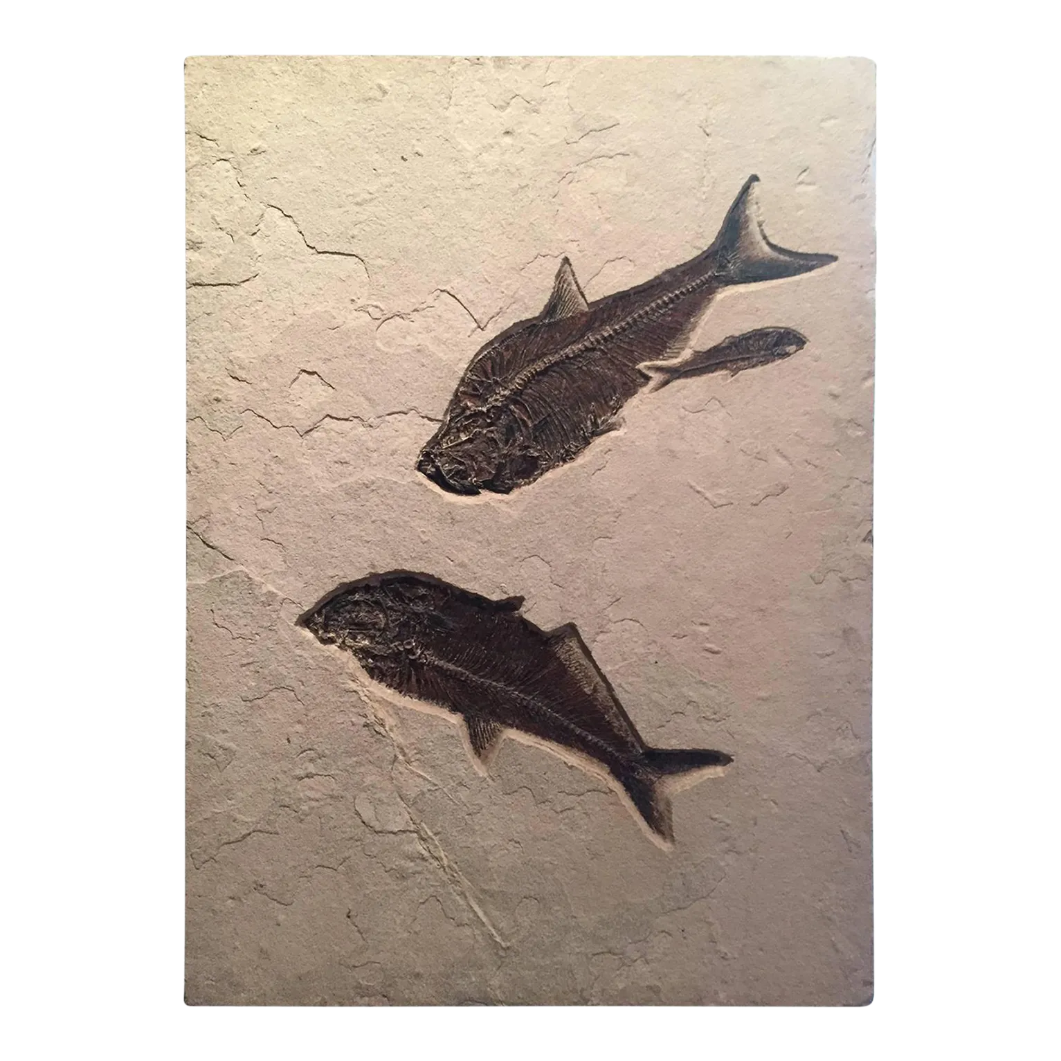 Eocene Era Fossil of a Group of Fish from the Green River Formation ...