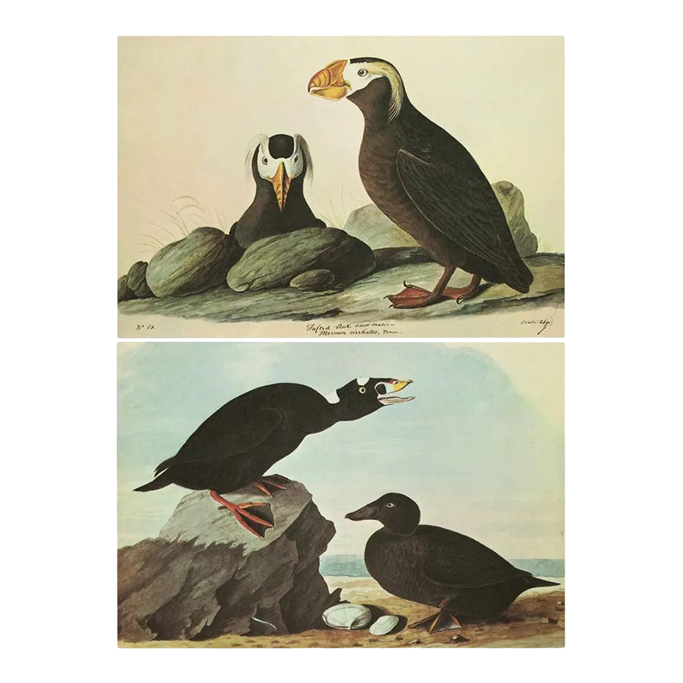 Tufted Puffin and Surf Duck After Audubon, 1966 Cottage Prints | Chairish