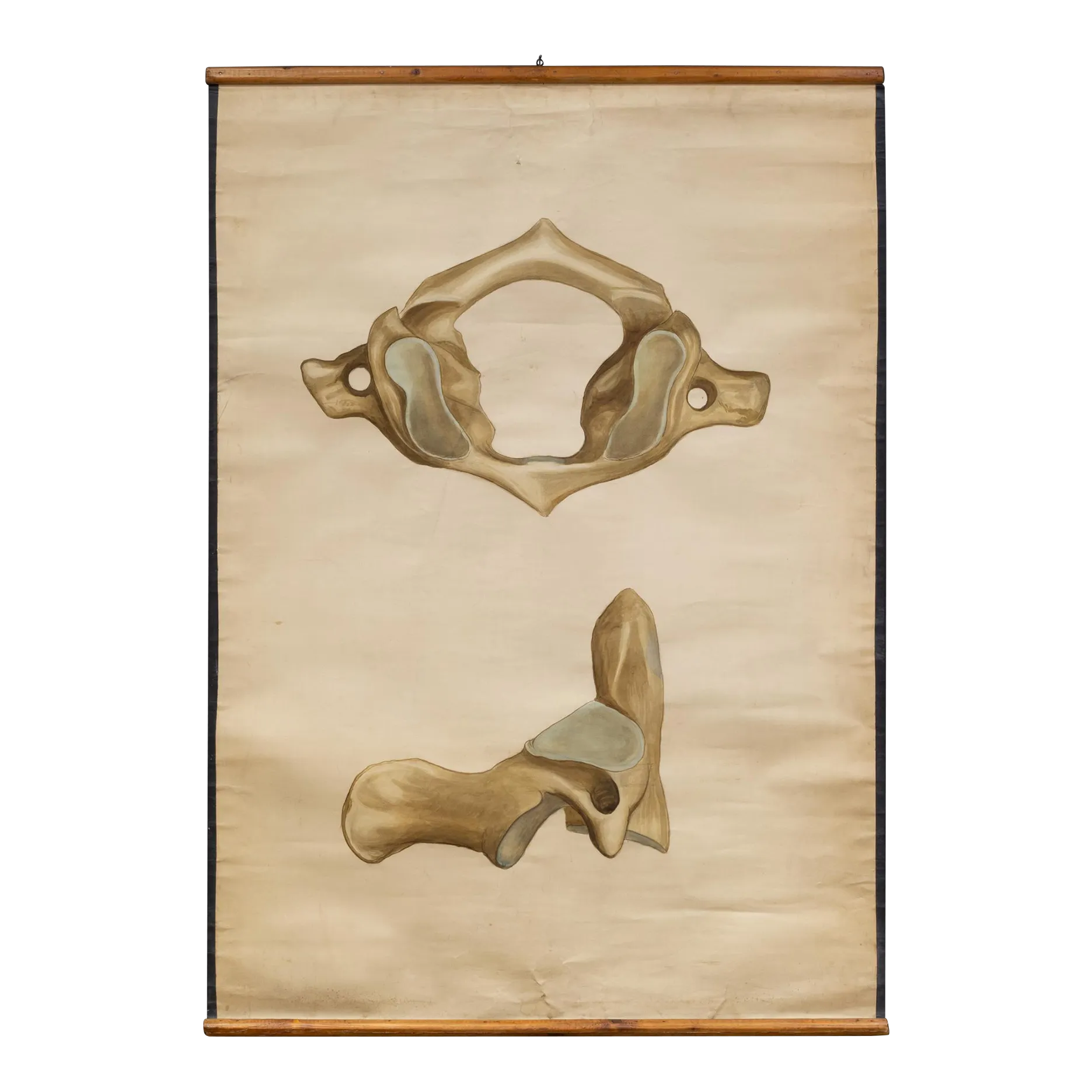 Antique Medical Class Anatomy Scroll of a Pelvis C.1920-1940 | Chairish