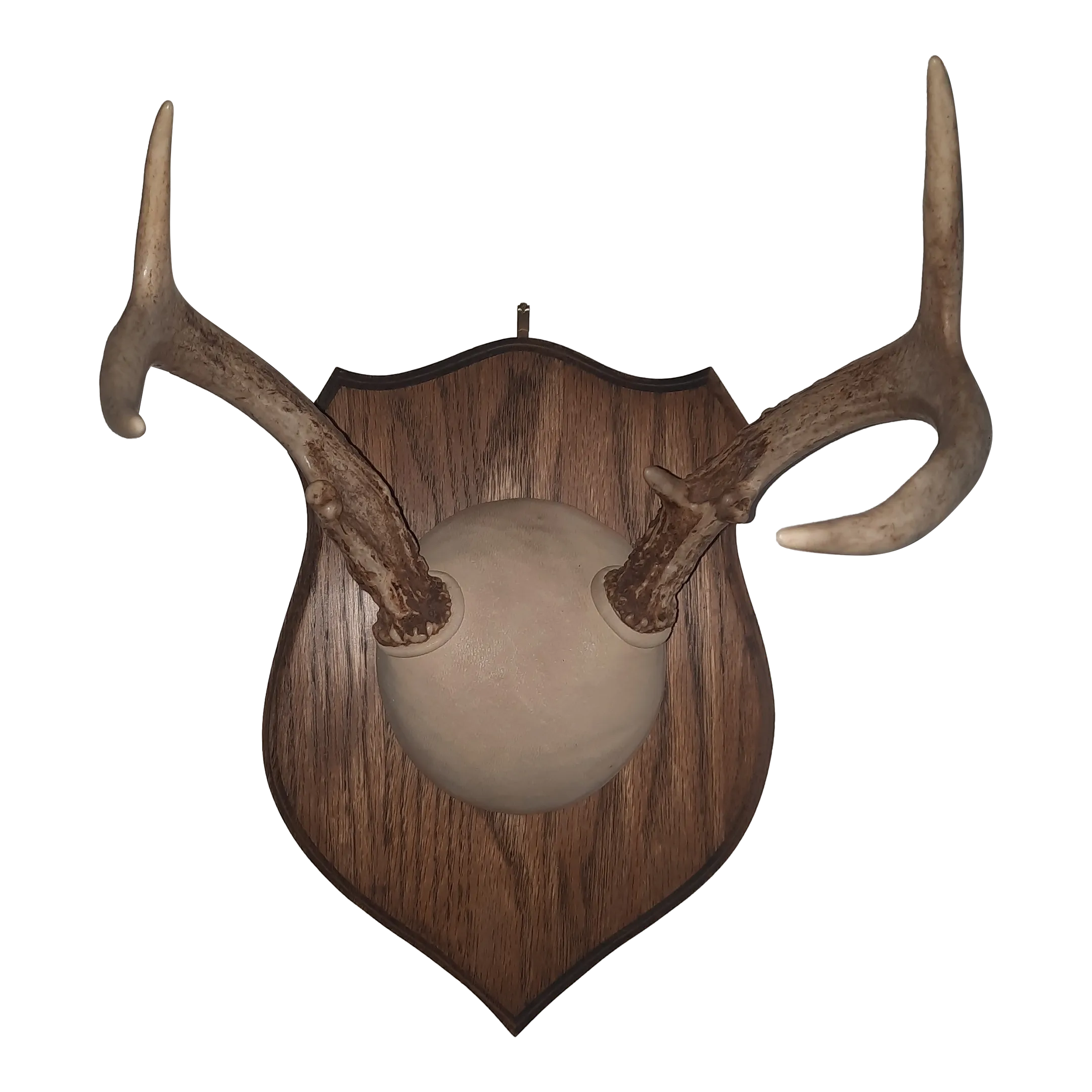 Mid 20th Century Trophy Deer Antler Mount | Chairish