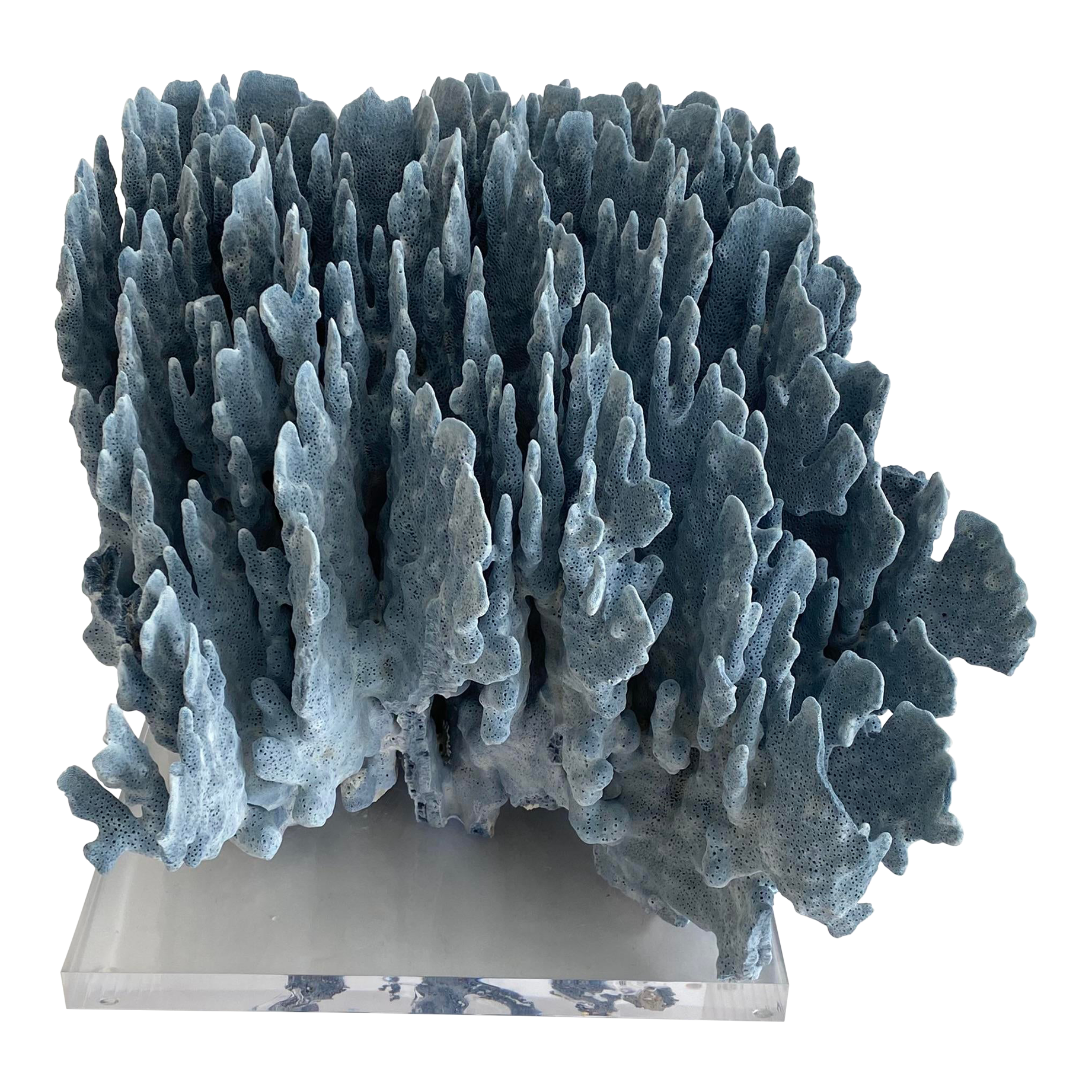 Statement Size Natural Blue Coral on Acrylic Base | Chairish
