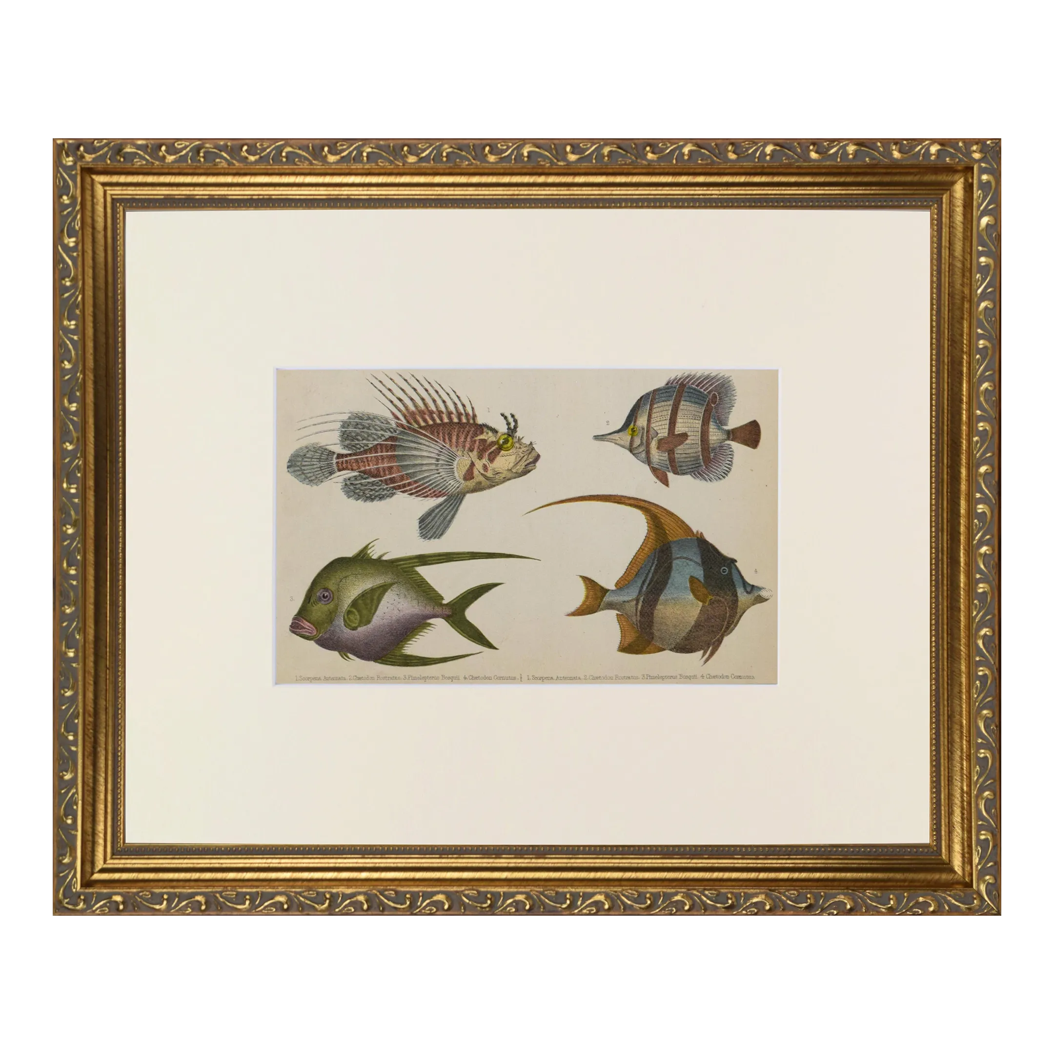 19th Century Antique English Hand Colored Fish Engraving by Goldsmith ...