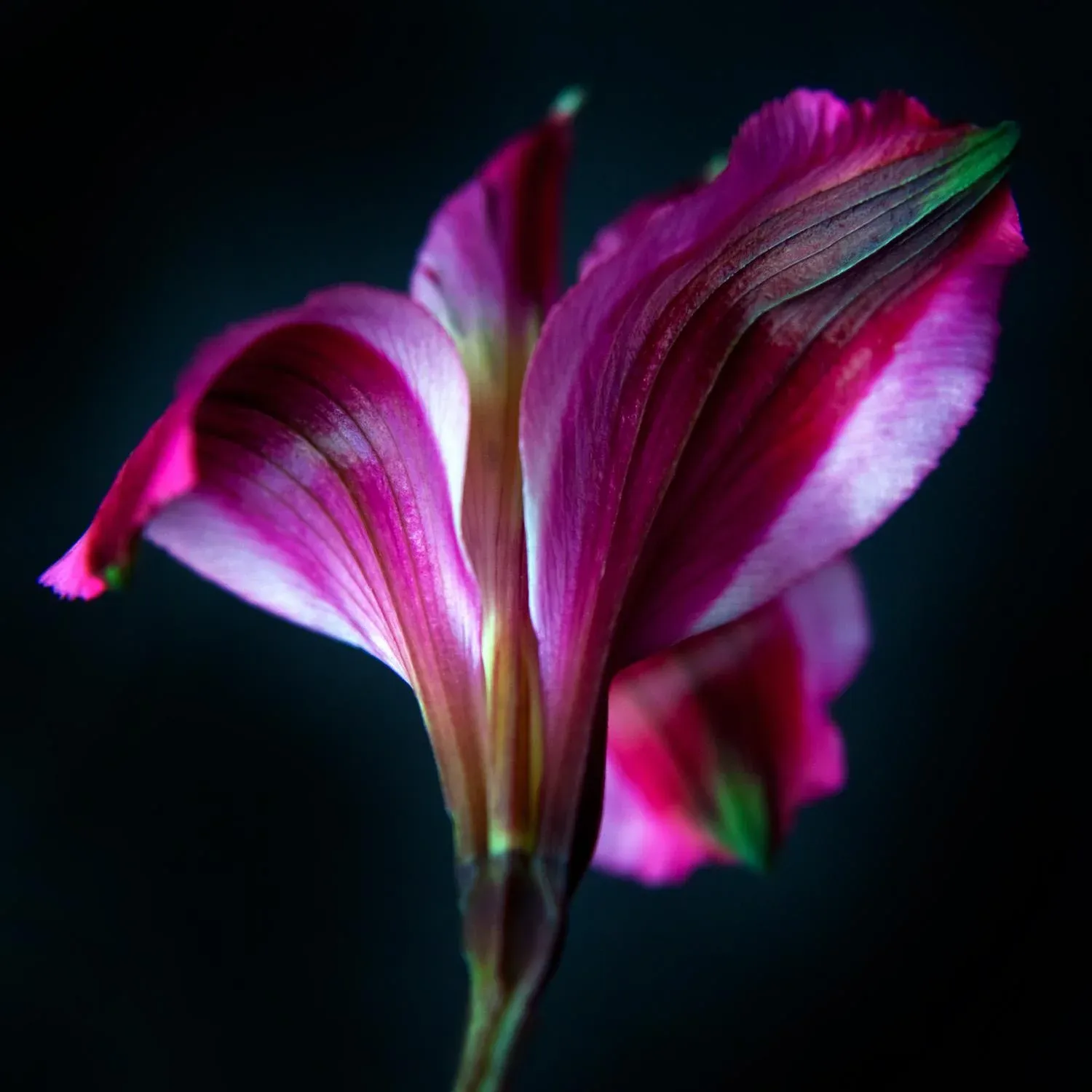 Botanical 22 Lily Photograph | Chairish