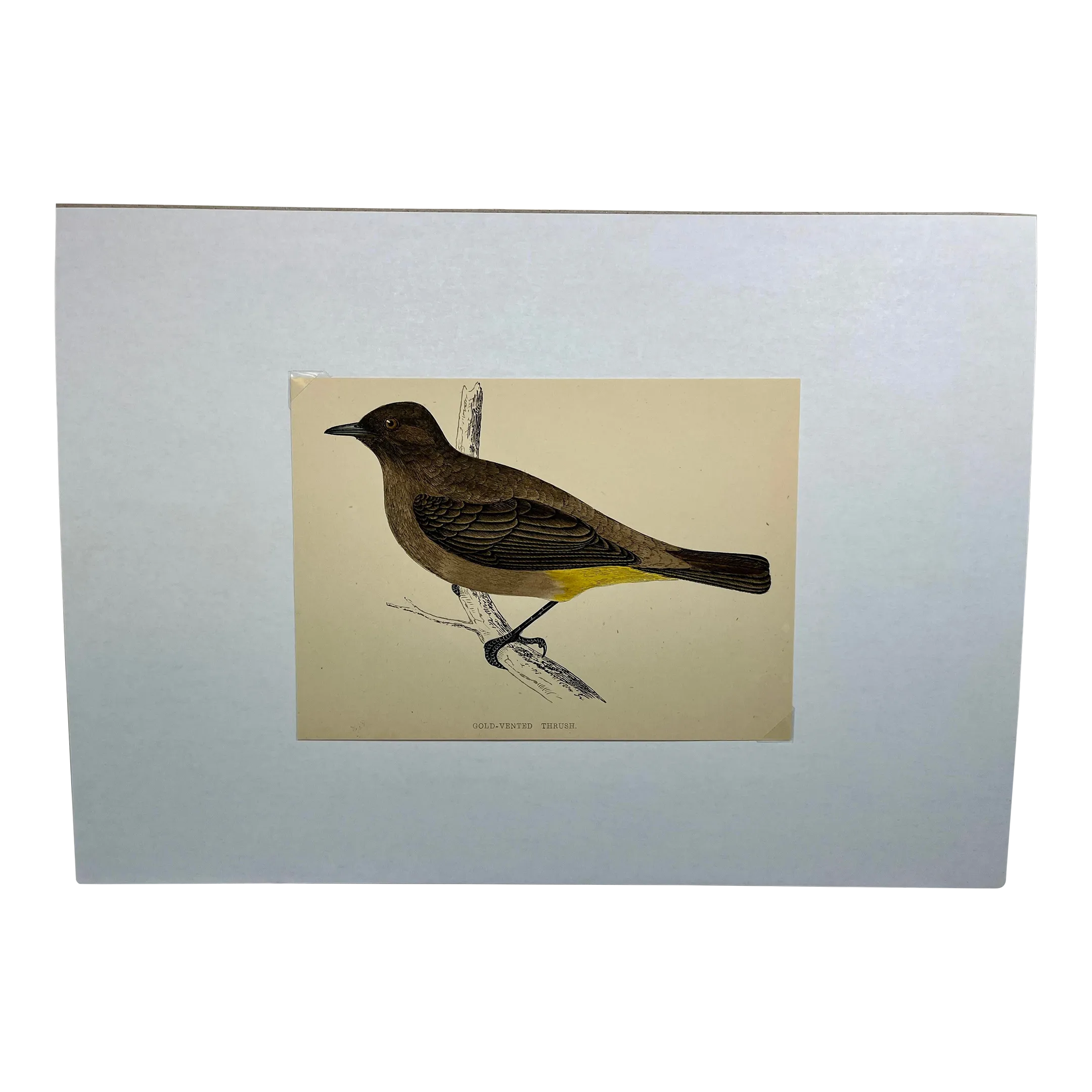 Antique Bird Print From England Showcasing an Impressive Gold-Vented ...